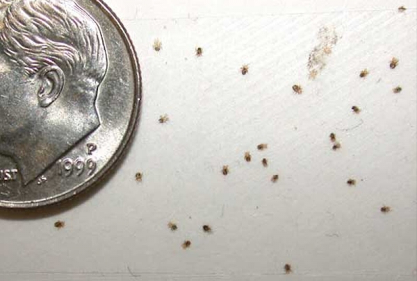 How to Handle Bird and Rodent Mites - Primer On Pest Control Of Mites