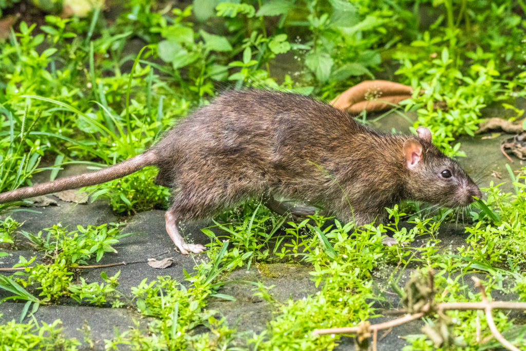 Field Mouse in House? Effective Solutions & Prevention Tips