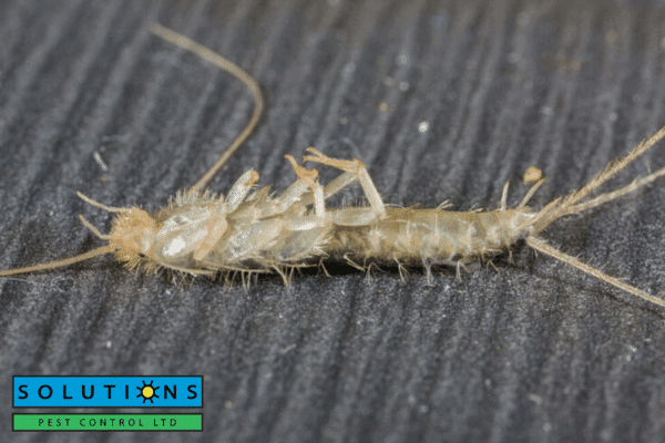 Why Silverfish Are in Your Home (and How to Get Rid of Them)